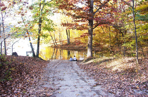 Yellowwood State Forest - Brown County Indiana